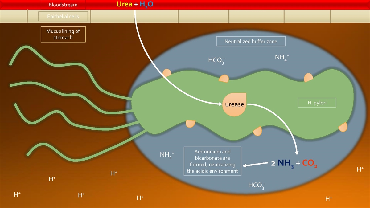 Helicobacter Pylori, quale terapia > Chirurgia Toscana - Dr. Giovanni ...